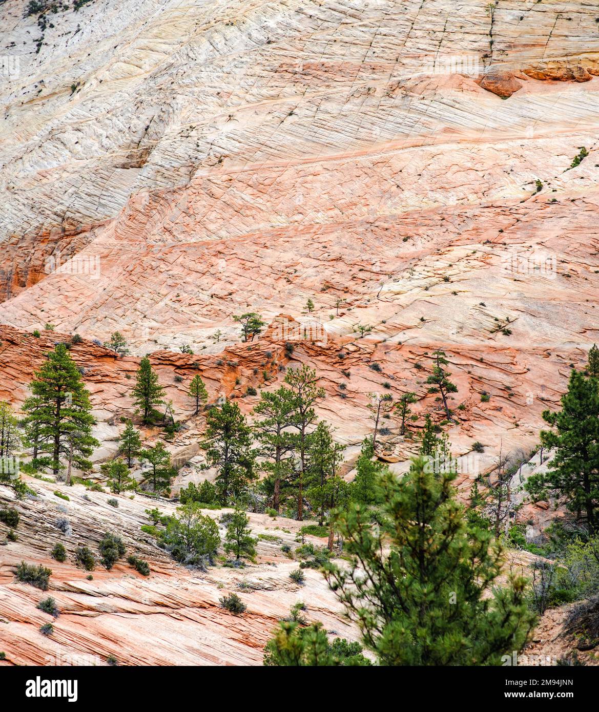 Pine trees among striped red sandstone formations in Zion National Park ...