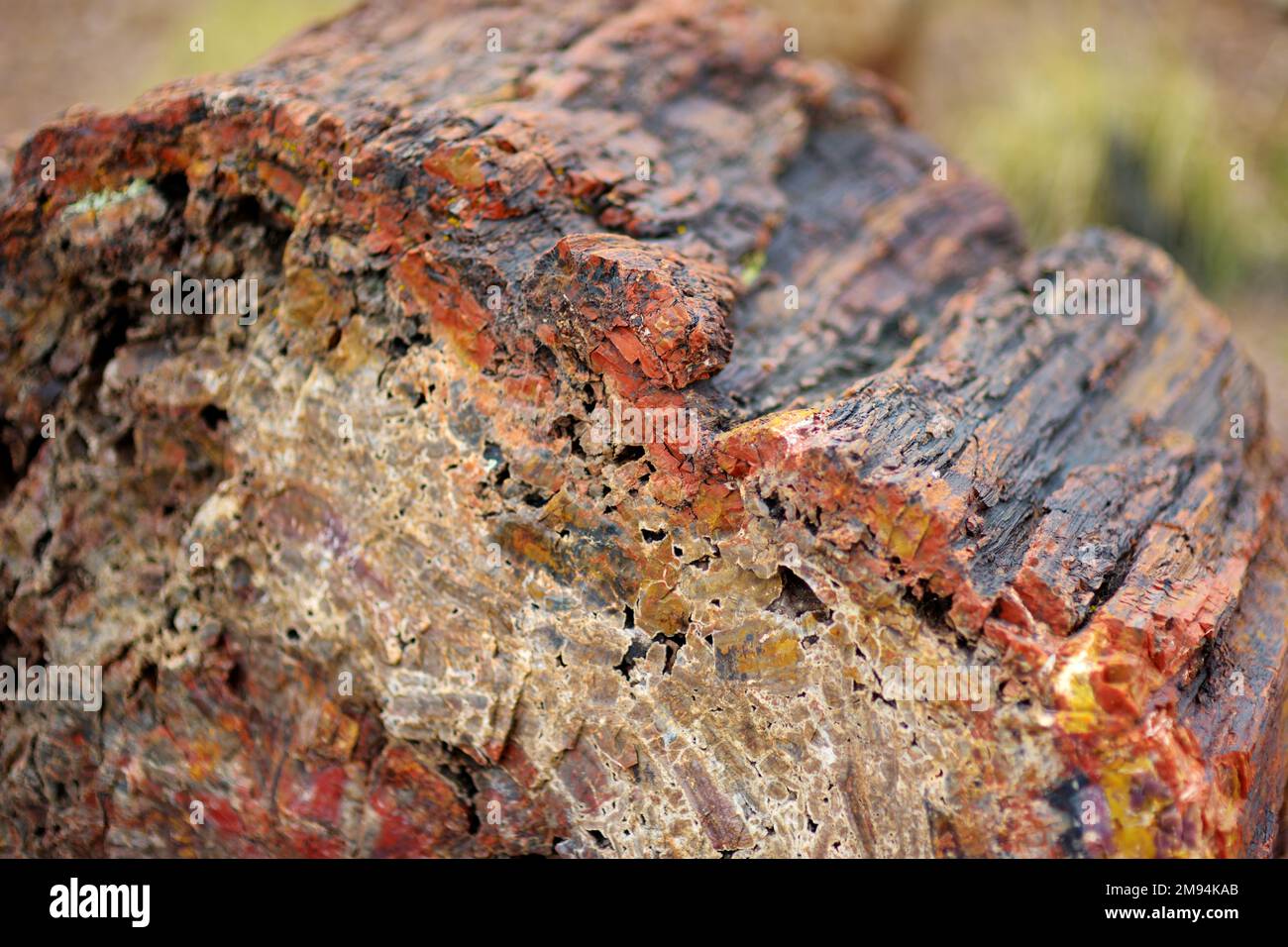 Stunning petrified wood in the Petrified Forest National Park, Arizona ...
