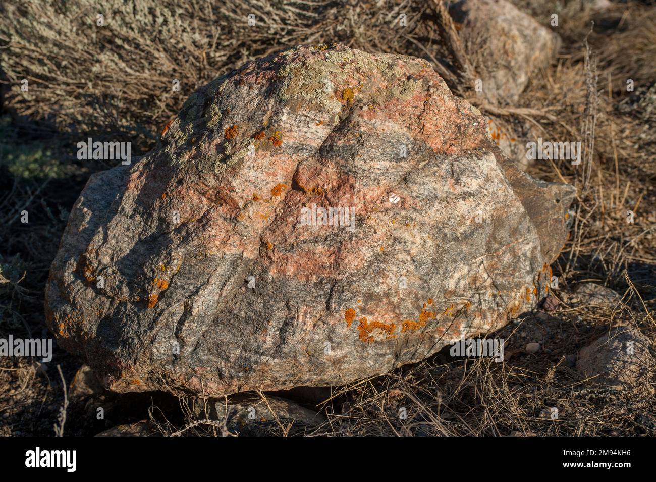 A boulder of Colorado's basement rock. The gray is 1.7 billion-year-old ...