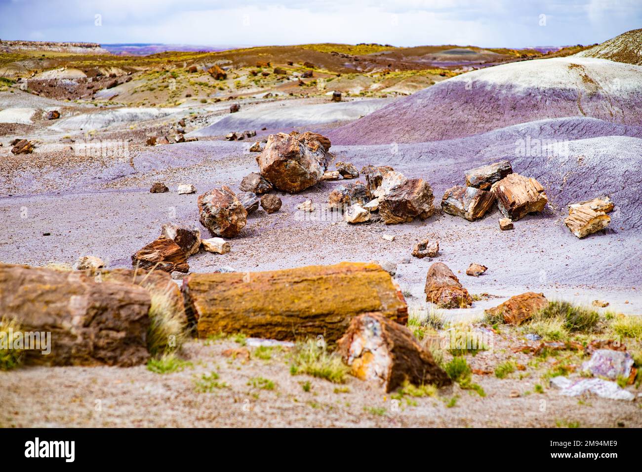 Stunning petrified wood in the Petrified Forest National Park, Arizona ...