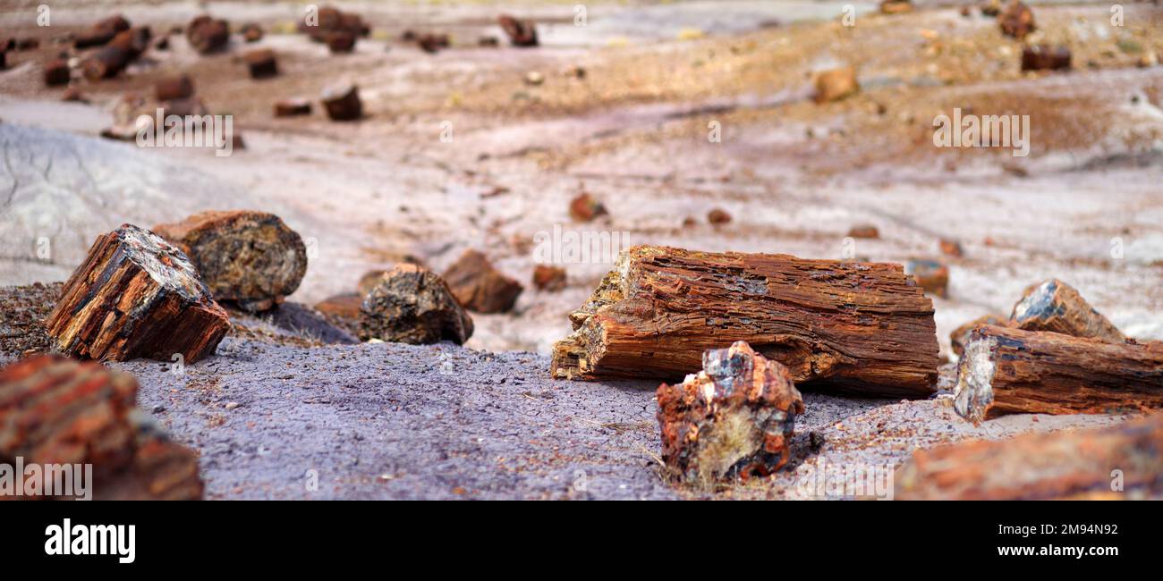 Stunning petrified wood in the Petrified Forest National Park, Arizona ...
