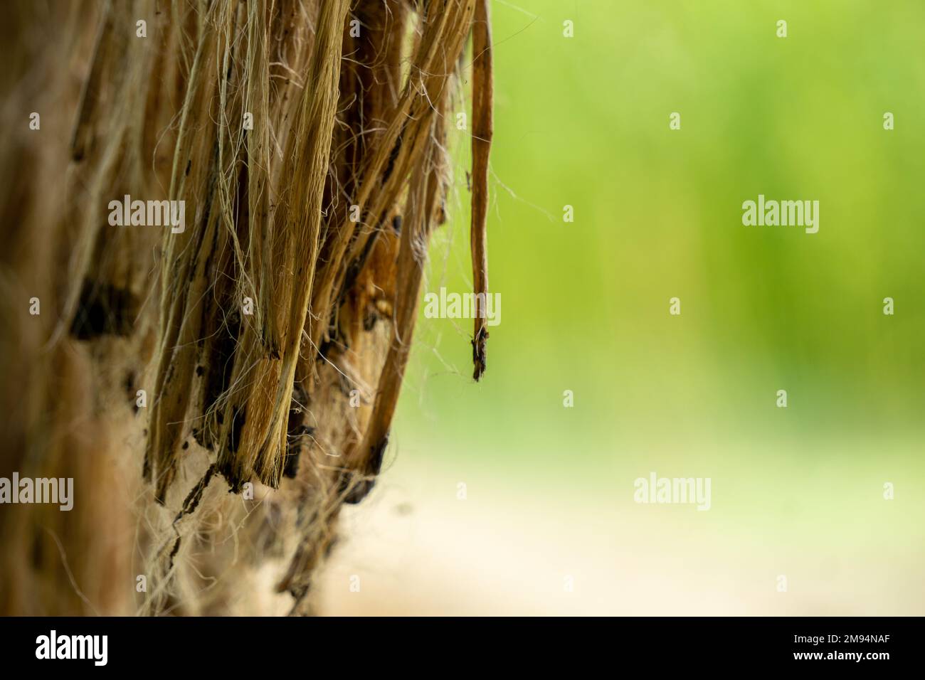 The soaked jute is being dried in the sun. Closeup image of jute. Jute ...