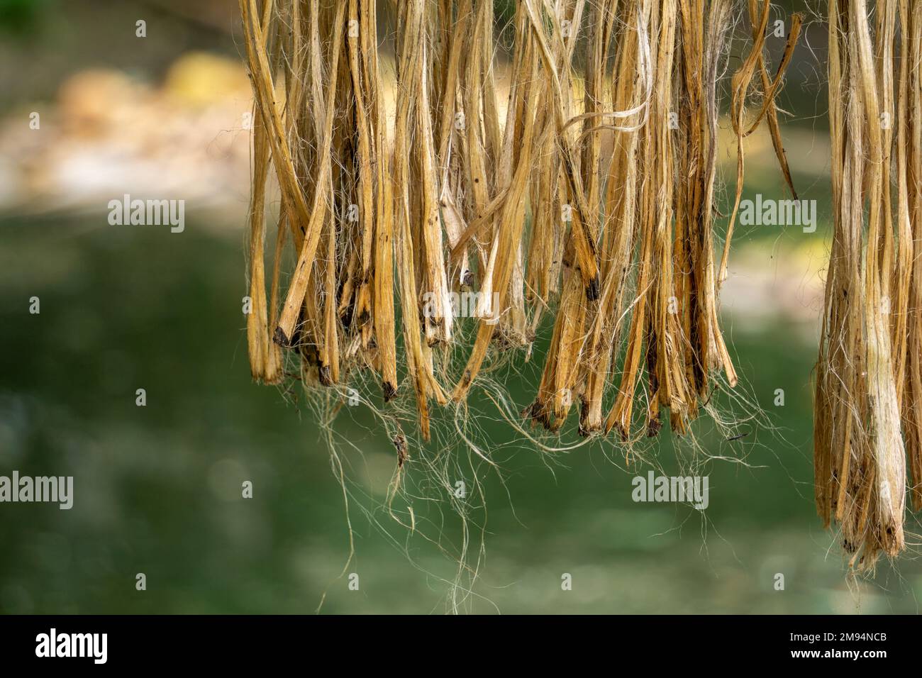 The soaked jute is being dried in the sun. Closeup image of jute. Jute ...