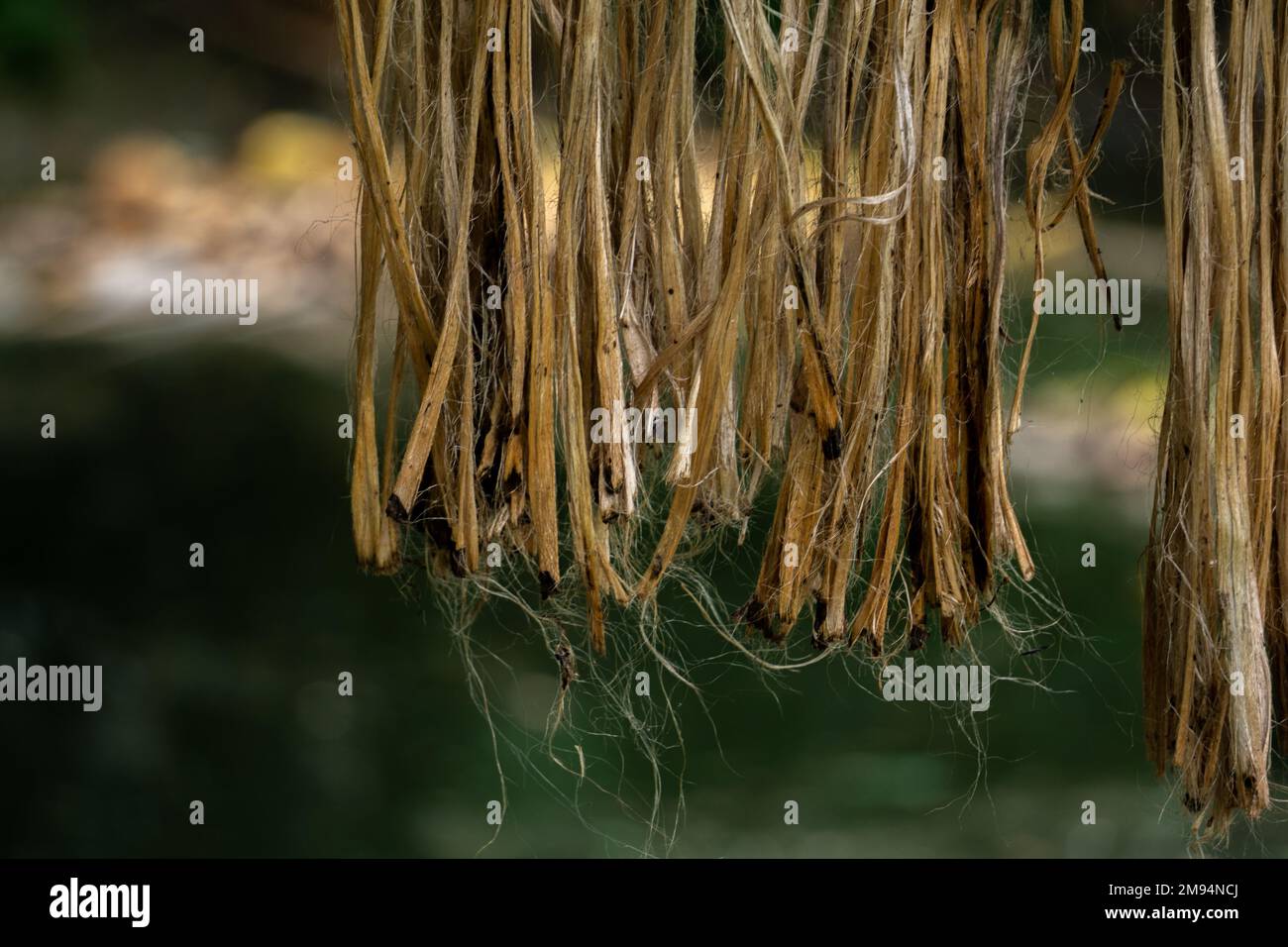 The soaked jute is being dried in the sun. Closeup image of jute. Jute ...