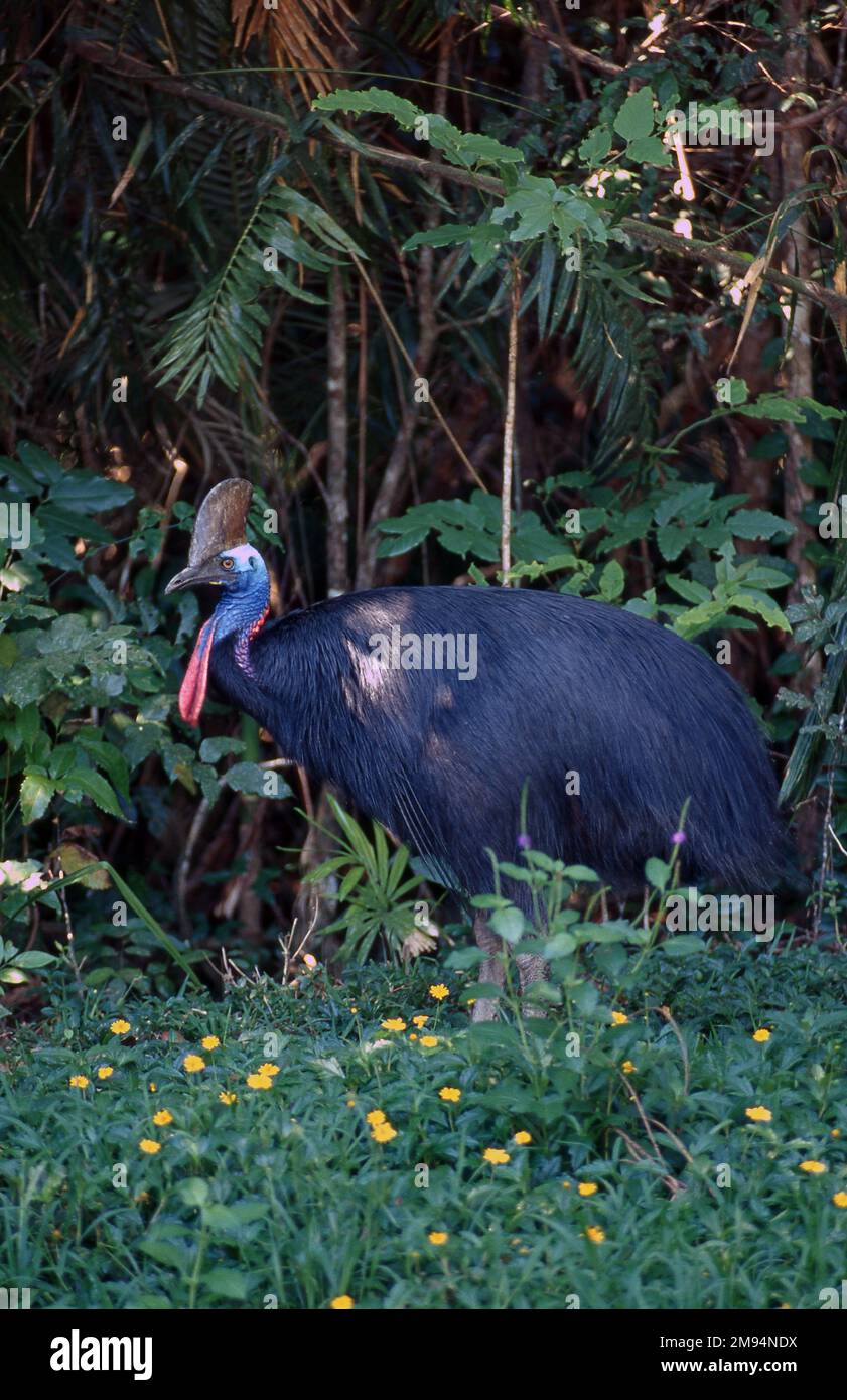 SOUTHERN CASSOWARY (CASUARIUS CASUARIUS) ARE VERY SHY BIRDS AND WARY OF ...