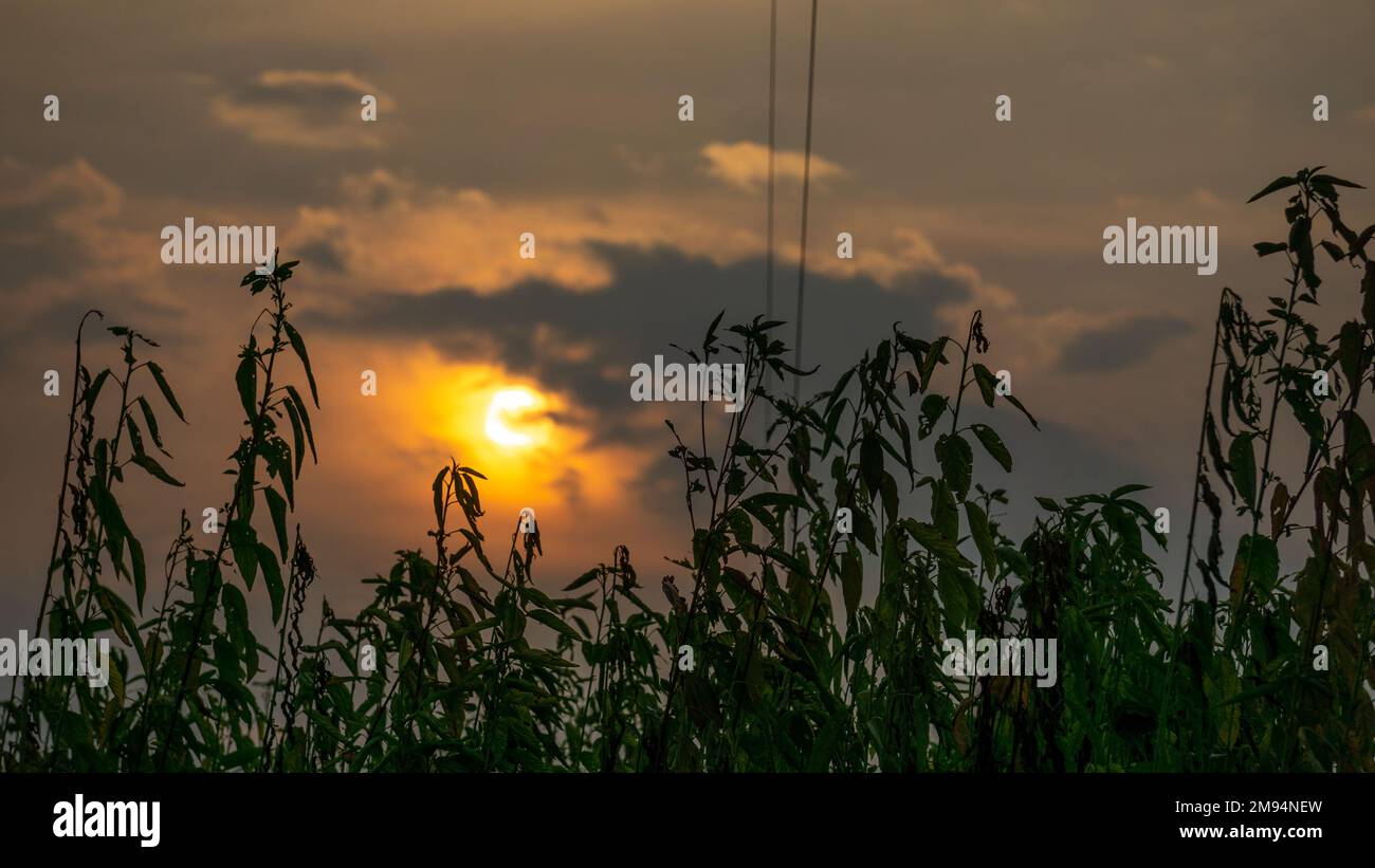 Jute fields of Bangladesh. Rows of green jute peeking into the sky. The ...
