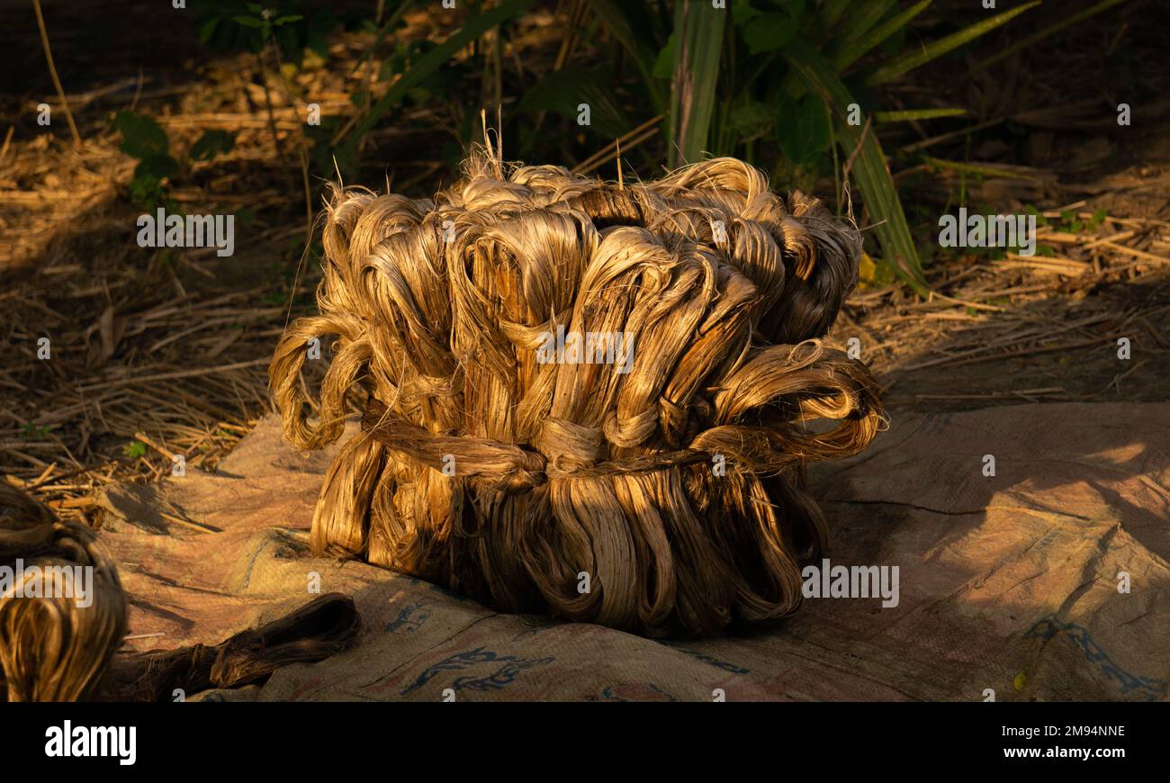 The soaked jute is being dried in the sun. Closeup image of jute. Jute ...