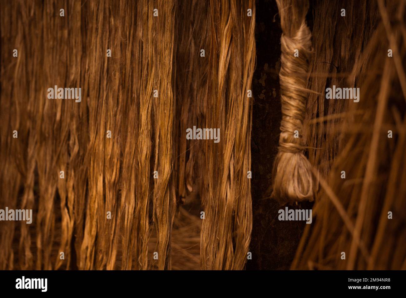 The soaked jute is being dried in the sun. Closeup image of jute. Jute ...