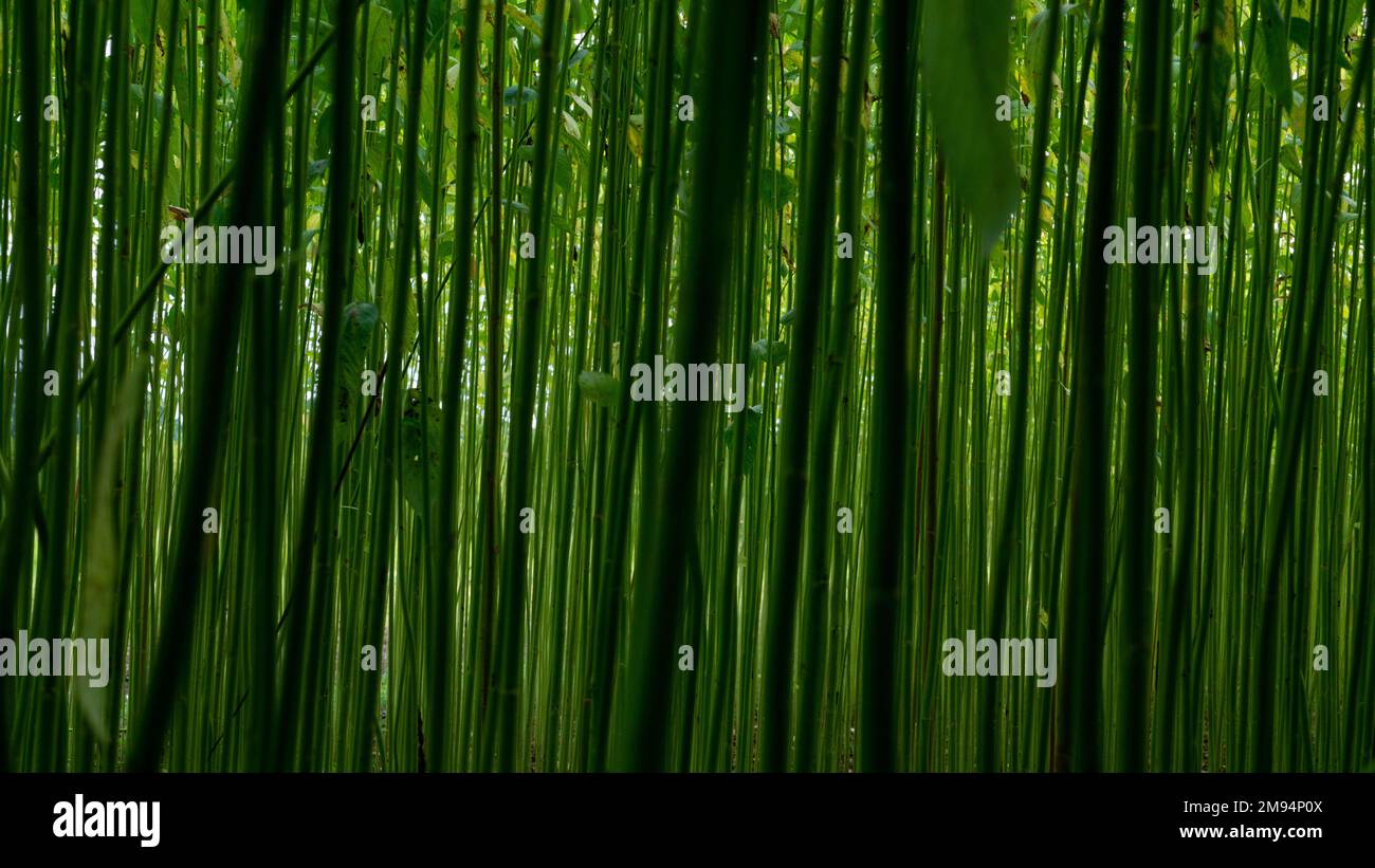 A row of green jute. Closeup photo of jute. Jute is a type of bast ...