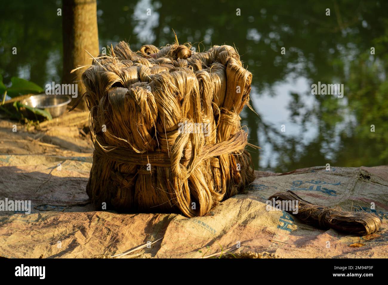 The soaked jute is being dried in the sun. Closeup image of jute. Jute ...