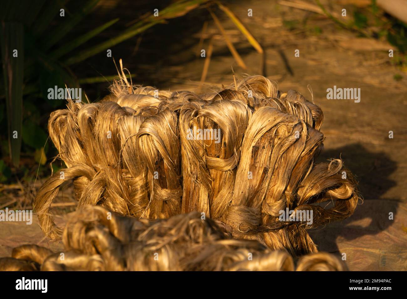 The soaked jute is being dried in the sun. Closeup image of jute. Jute ...