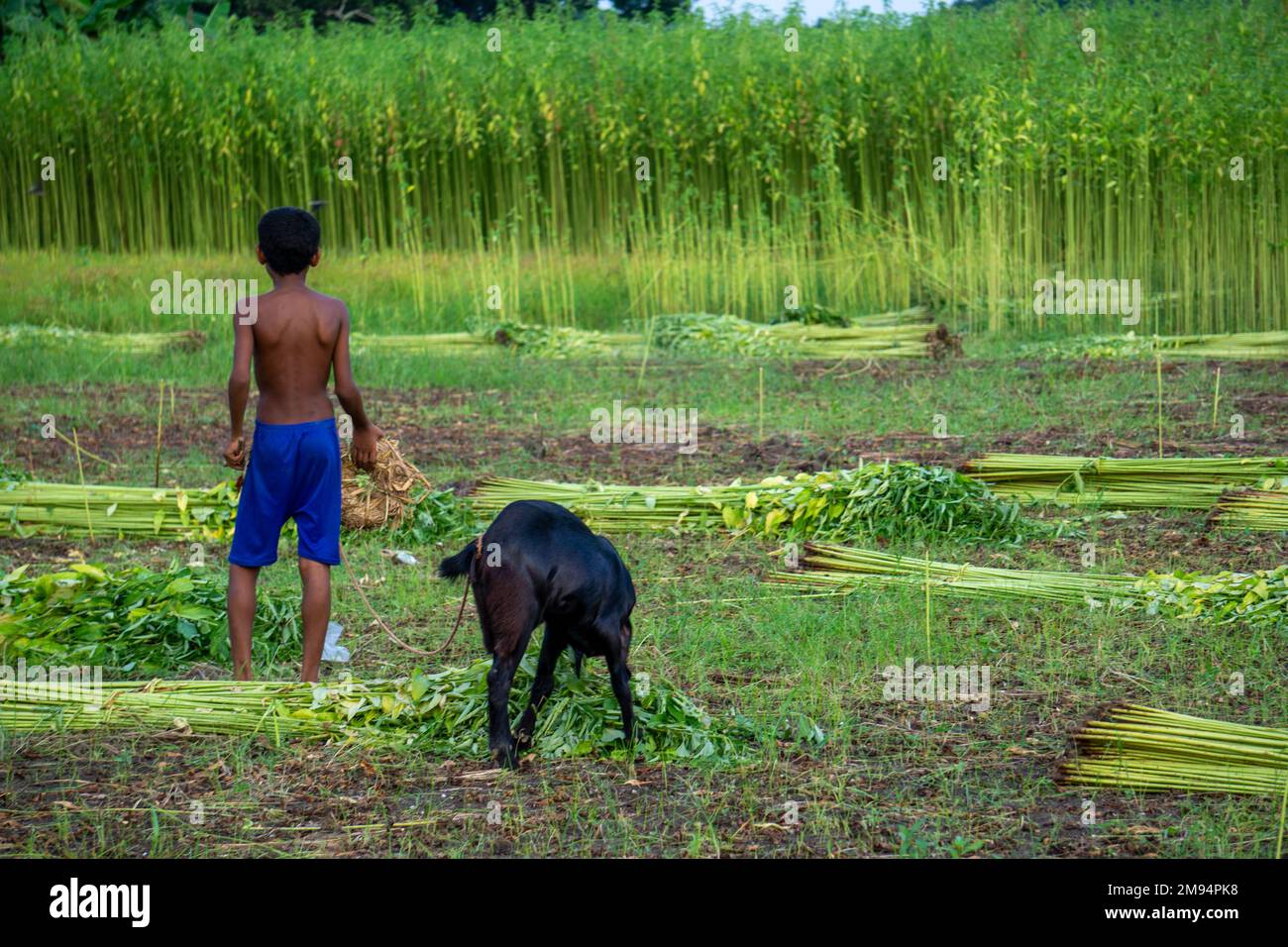 Jute fields of Bangladesh. Cut the jute and keep it in rows. The ...