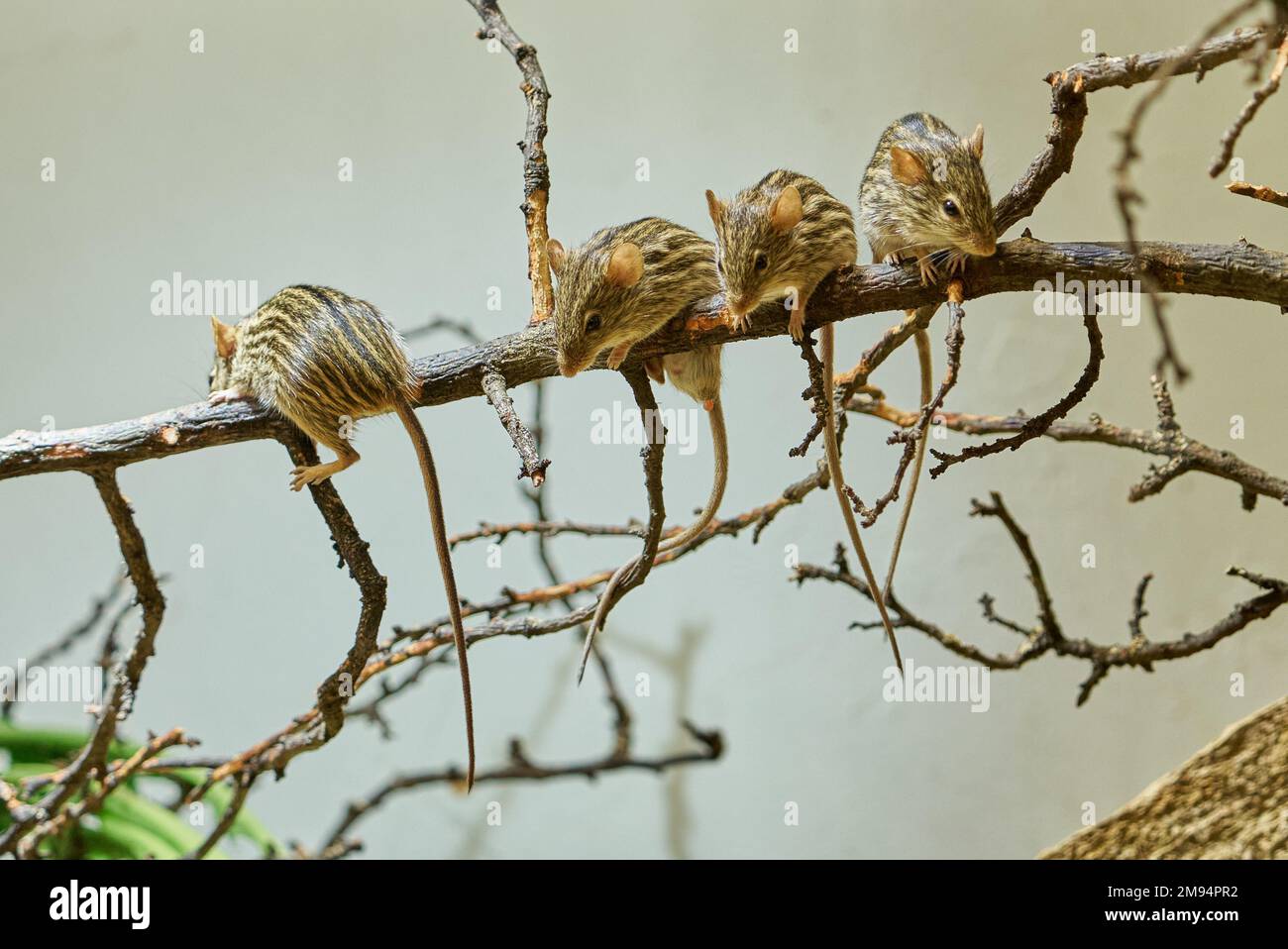 A grup of Barbary striped grass mouses sitting on a tree branch in the ...