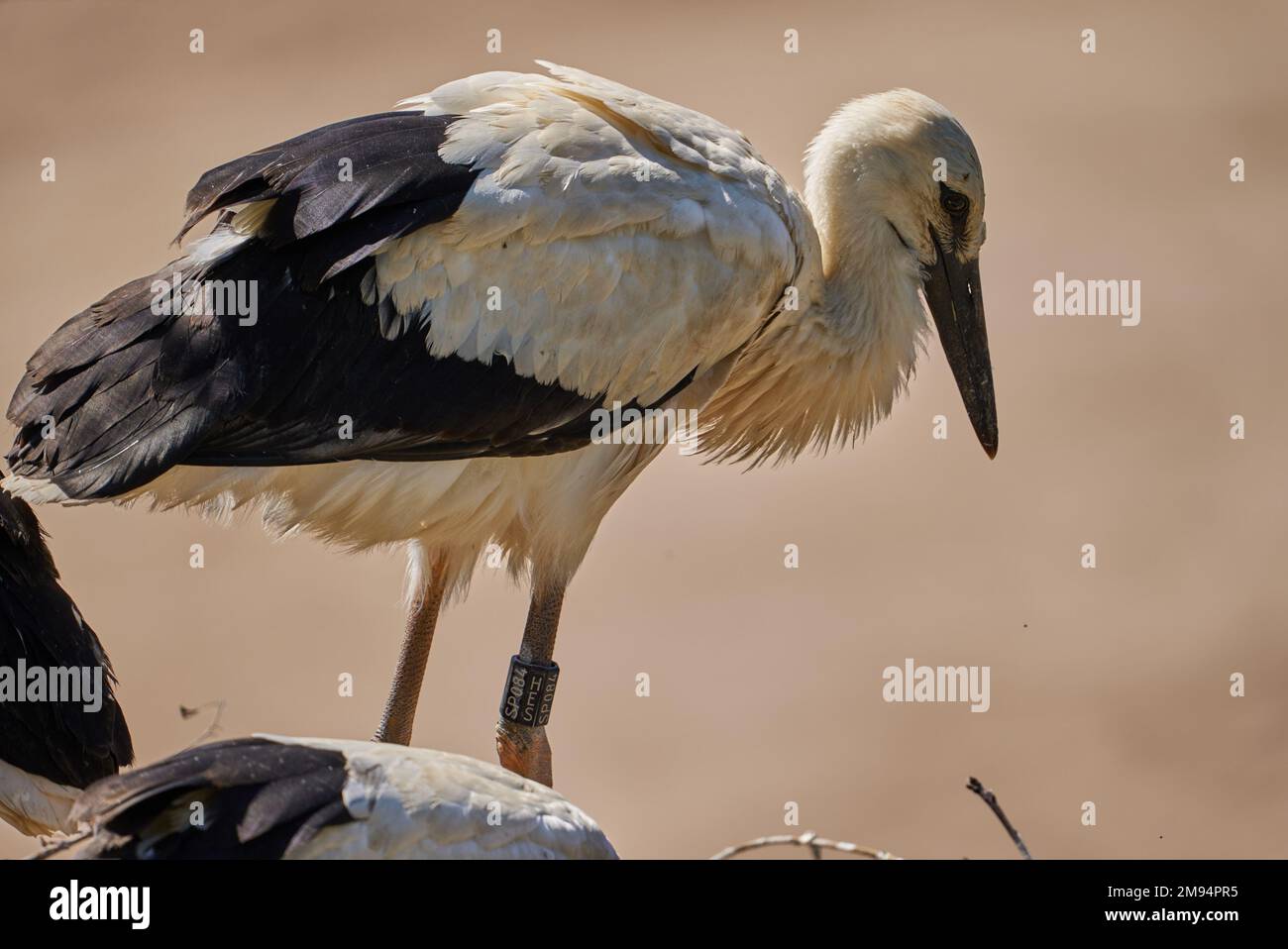 A White stork bird looking down with blur background Stock Photo - Alamy