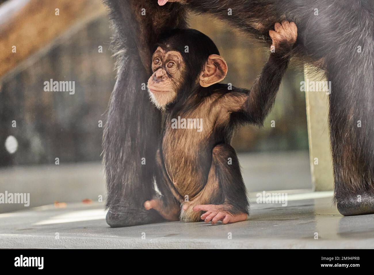 A cute baby Chimpanzee holding mother leg in the zoo Stock Photo - Alamy