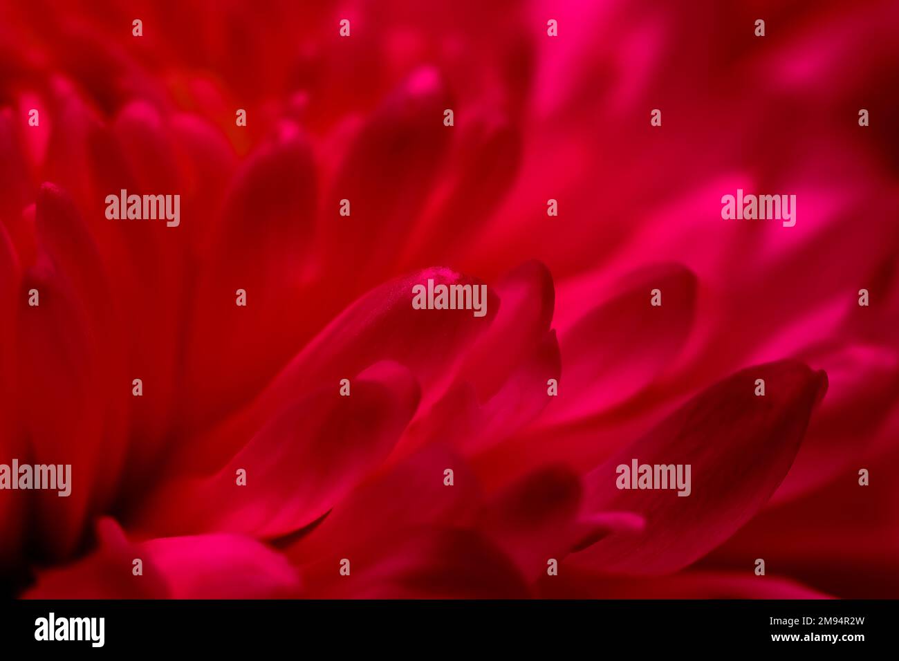 Abstract floral background, red purple chrysanthemum flower petals ...