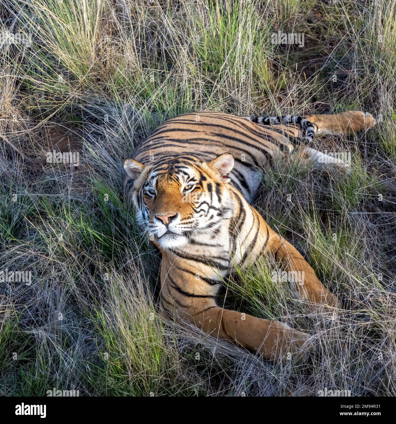 Bird's Eye View of a Tiger sitting in a Grassy Meadow Stock Photo - Alamy