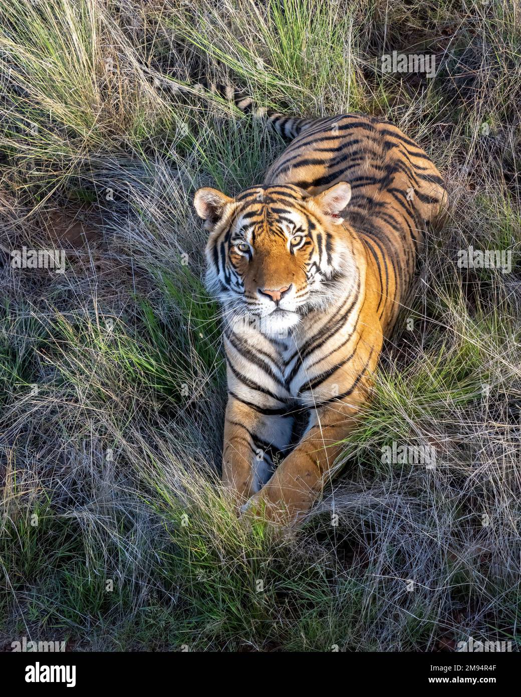 Bird's Eye View of a Tiger sitting in a Grassy Meadow Stock Photo - Alamy