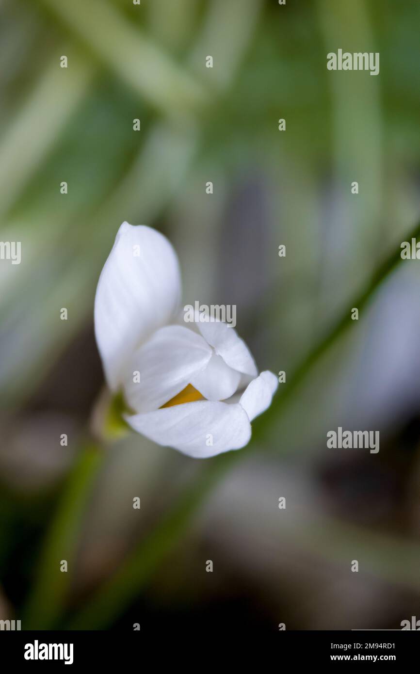 A vertical close-up shot of an autumn zephyrlily flower (Zephyranthes ...