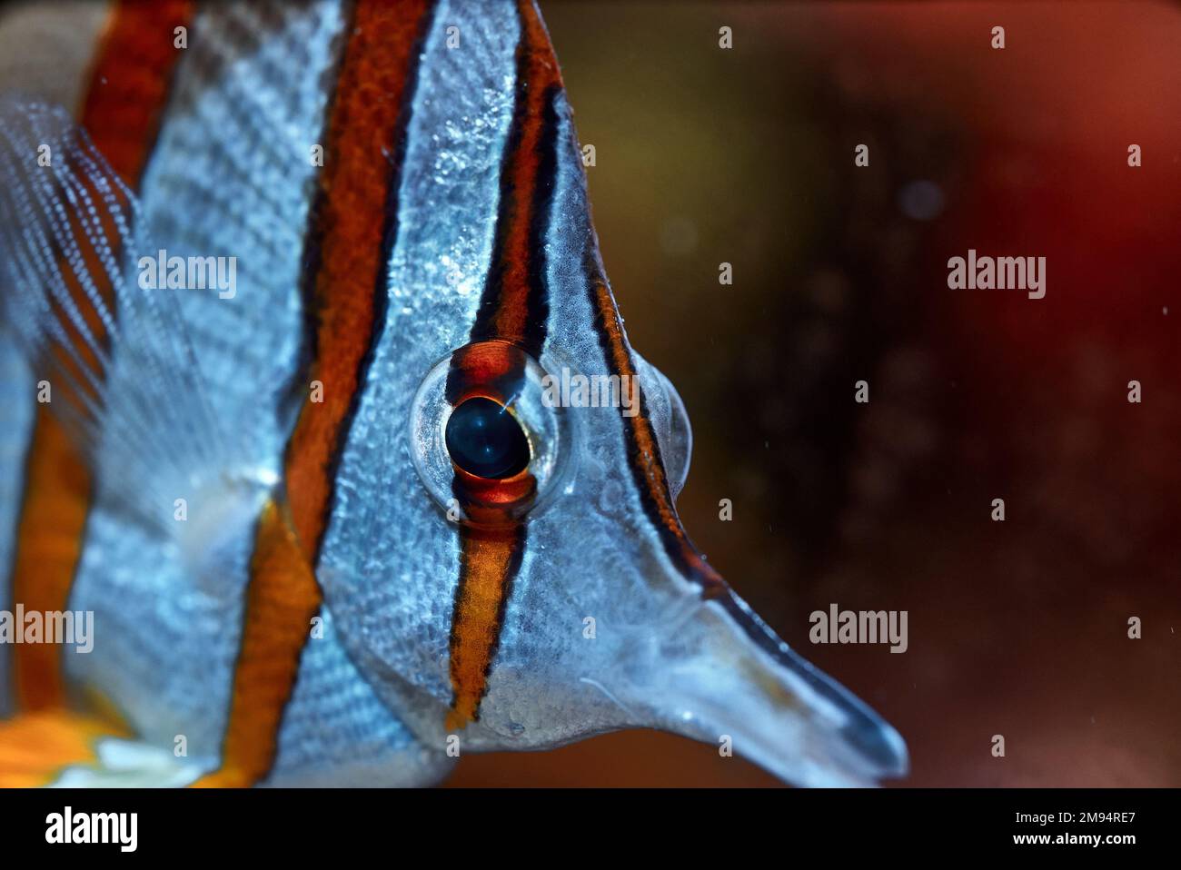 Long snouted butterflyfish hi-res stock photography and images - Alamy