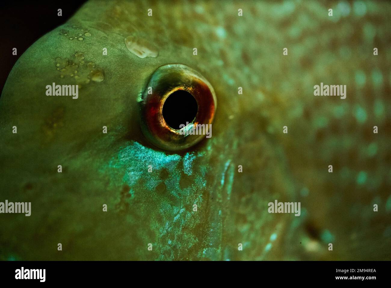 A close-up of a green fish eye Stock Photo - Alamy