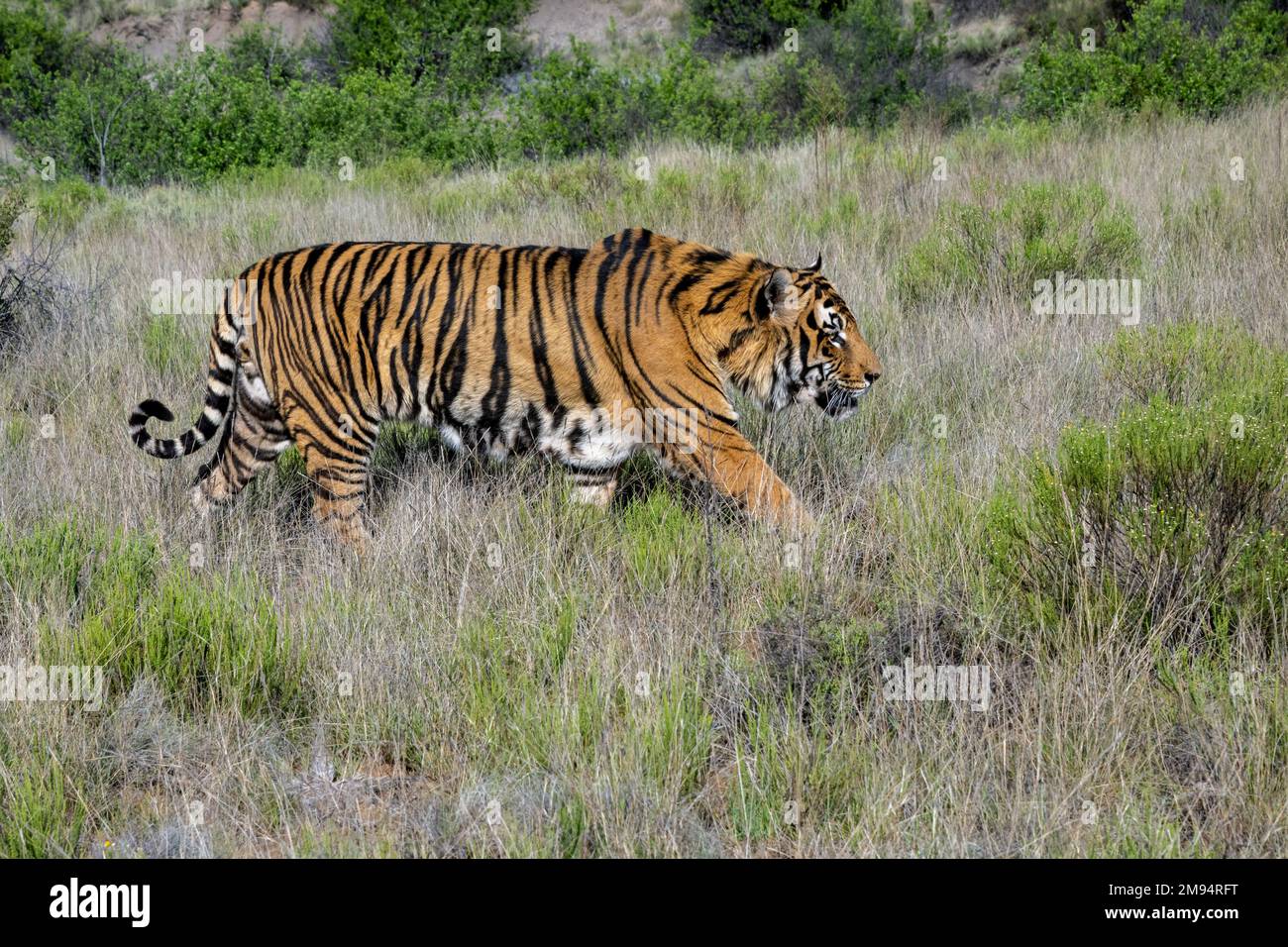 Tiger walking through Tall Grass Stock Photo - Alamy