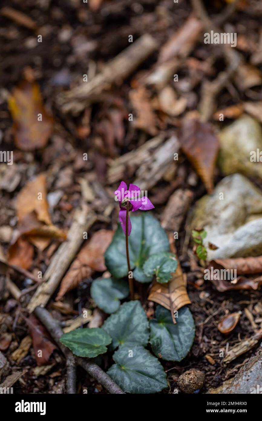 Cyclamen purpurascens flower growing in forest, close up Stock Photo ...