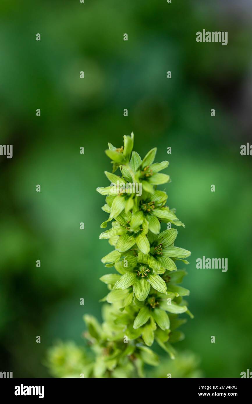 Veratrum album flower growing in mountains, close up Stock Photo - Alamy