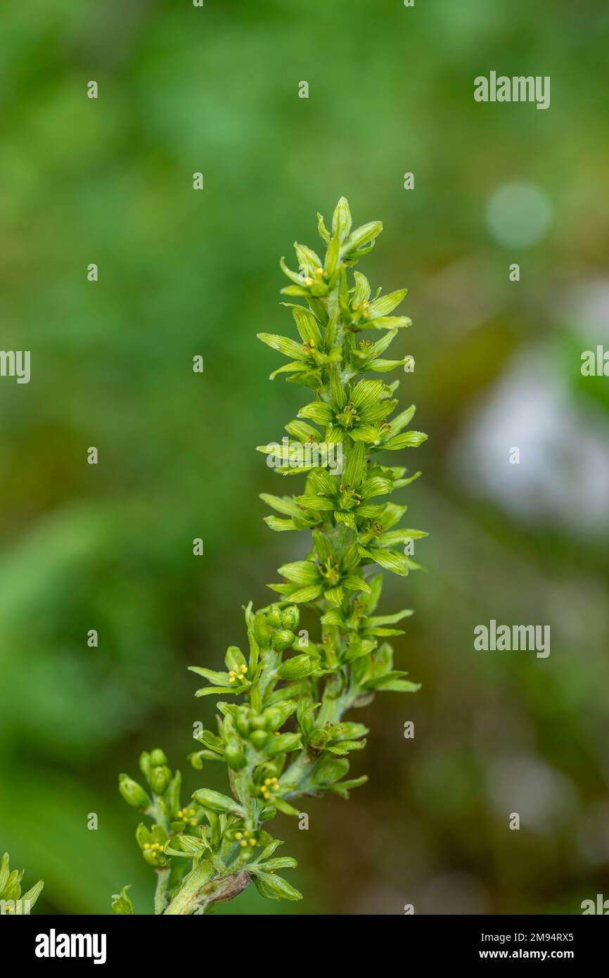 Veratrum album flower growing in mountains, close up Stock Photo - Alamy