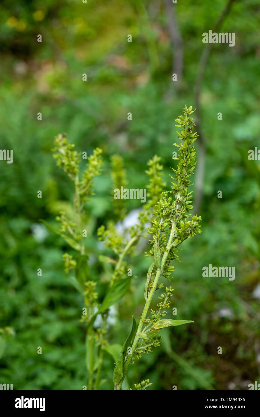 Veratrum album flower growing in mountains, close up Stock Photo - Alamy