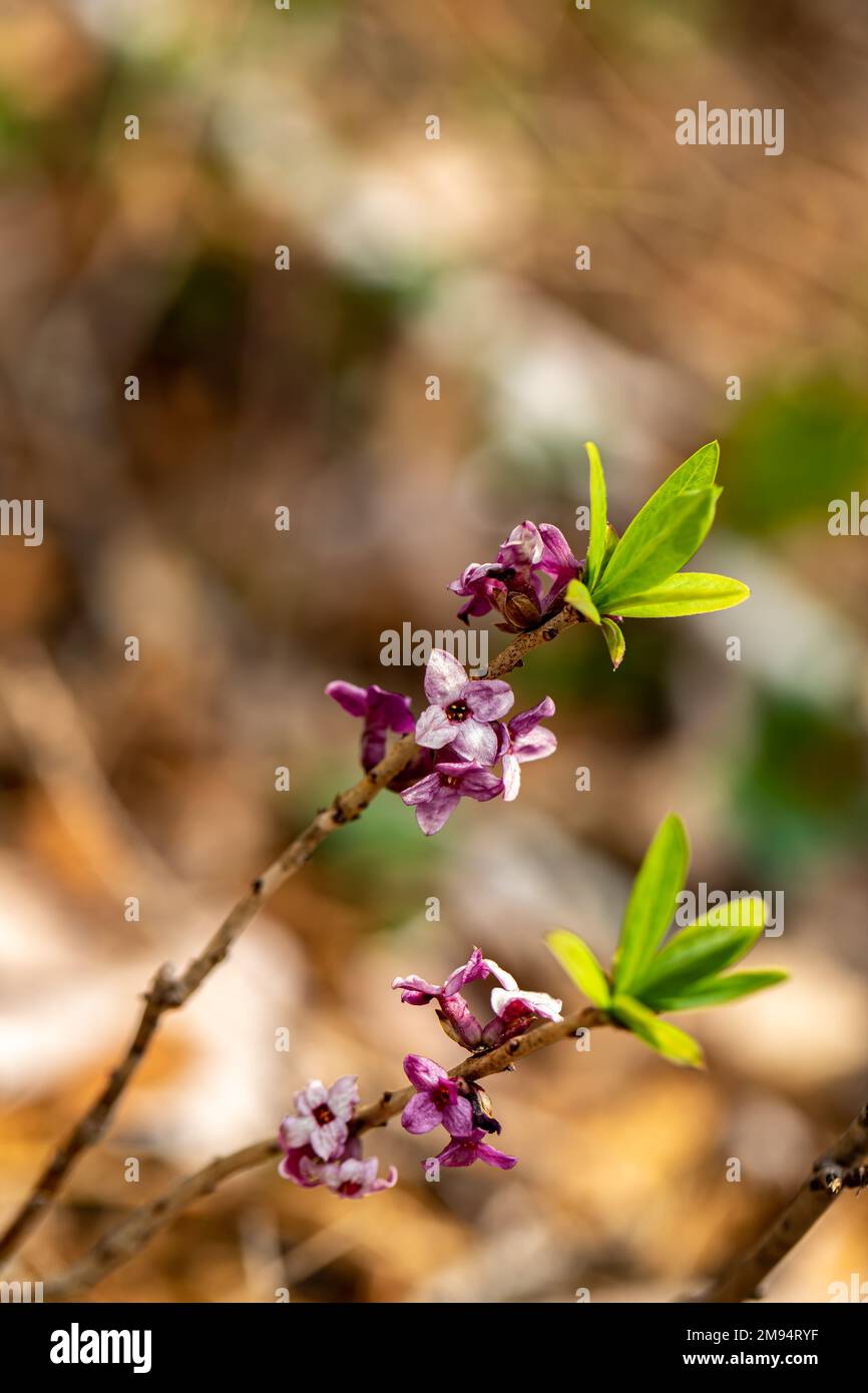 Daphne mezereum flower growing in forest Stock Photo - Alamy