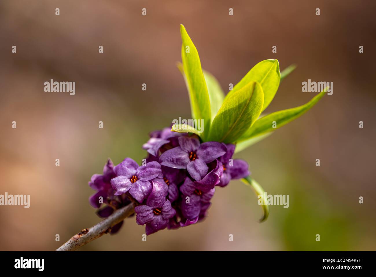 Daphne mezereum flower growing in forest Stock Photo - Alamy