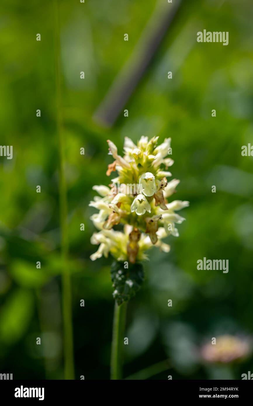 Betonica alopecuros flower growing in mountains Stock Photo - Alamy