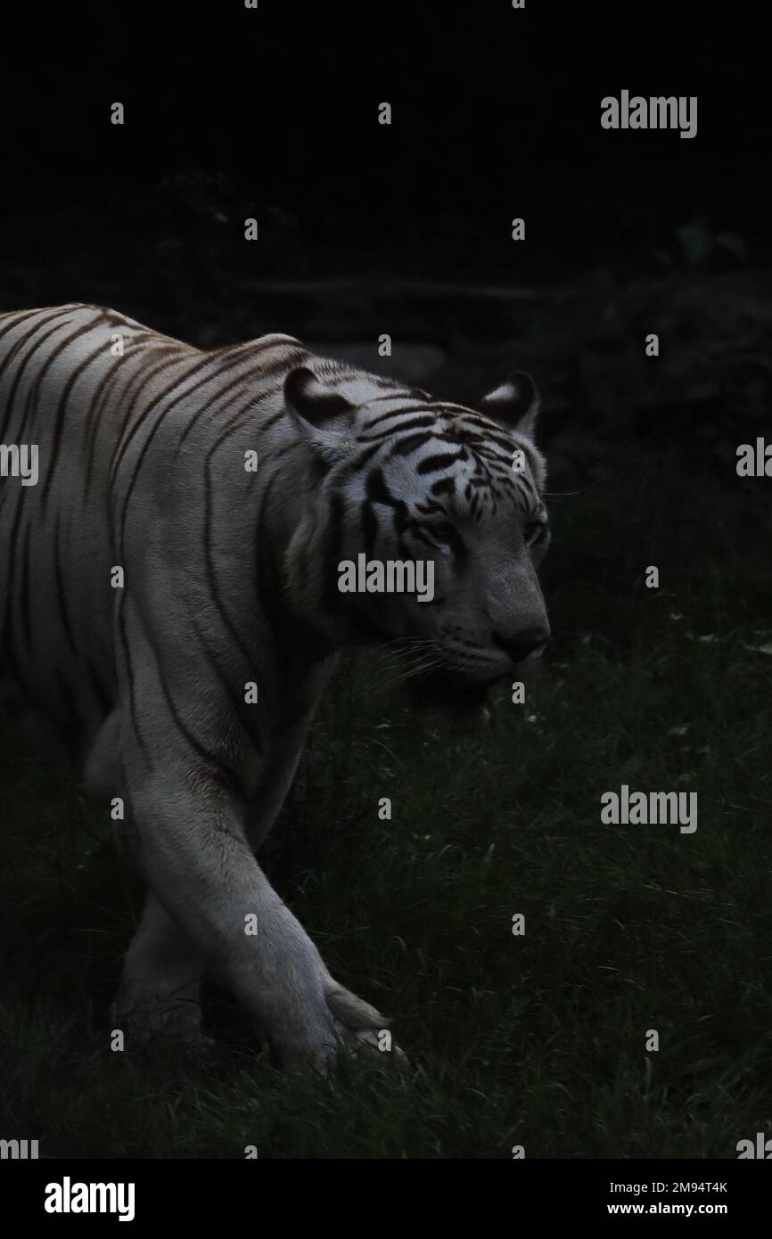 endangered and exotic full grown beautiful white bengal tiger or royal ...