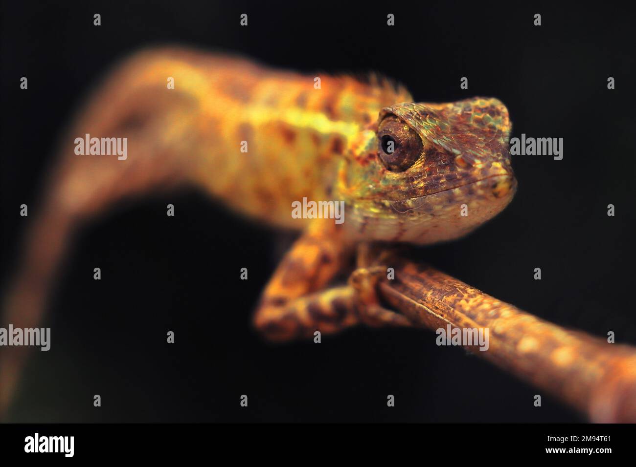 close up view of colorful and beautiful female oriental garden lizard ...