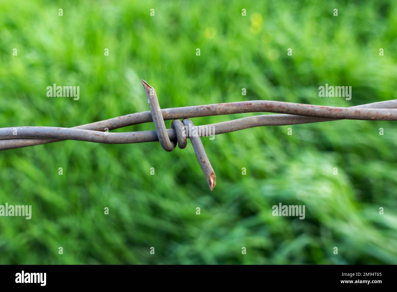 Close up of barbed wire fence barb against green grass background Stock ...