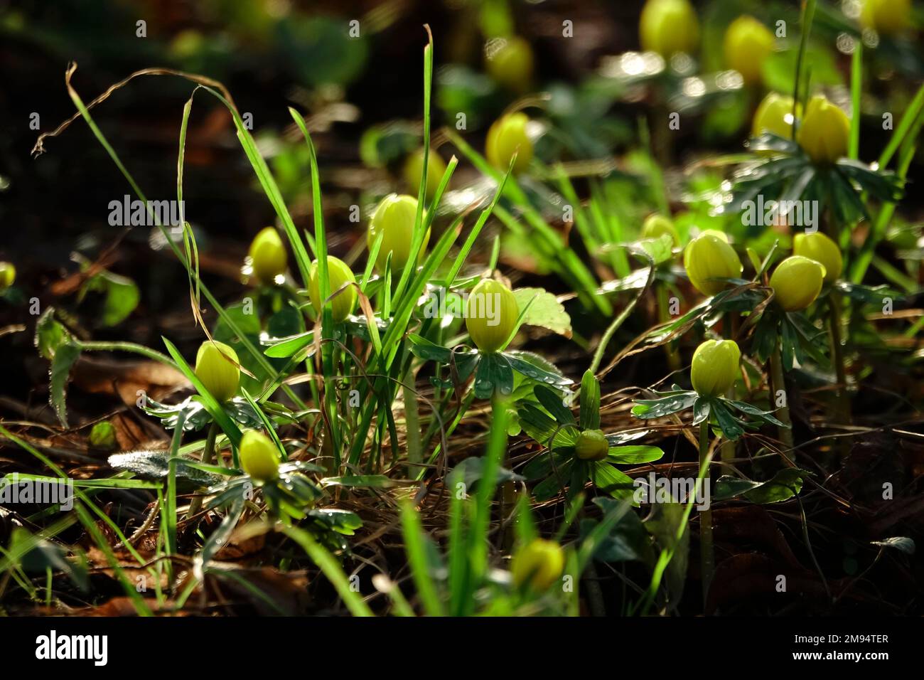 Winter aconites (Eranthis hyemalis), January, Germany Stock Photo - Alamy