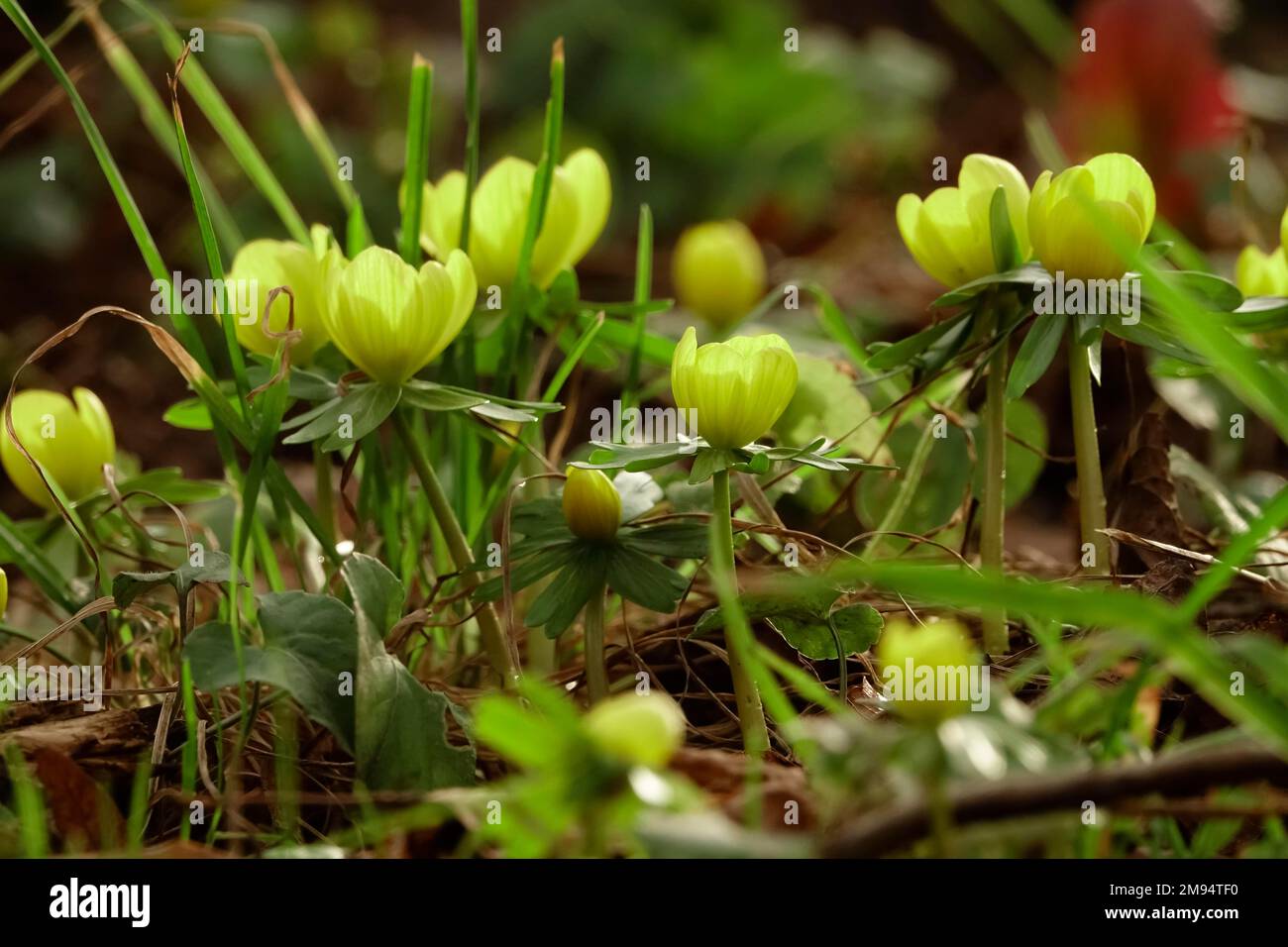 Winter aconites (Eranthis hyemalis), January, Germany Stock Photo - Alamy