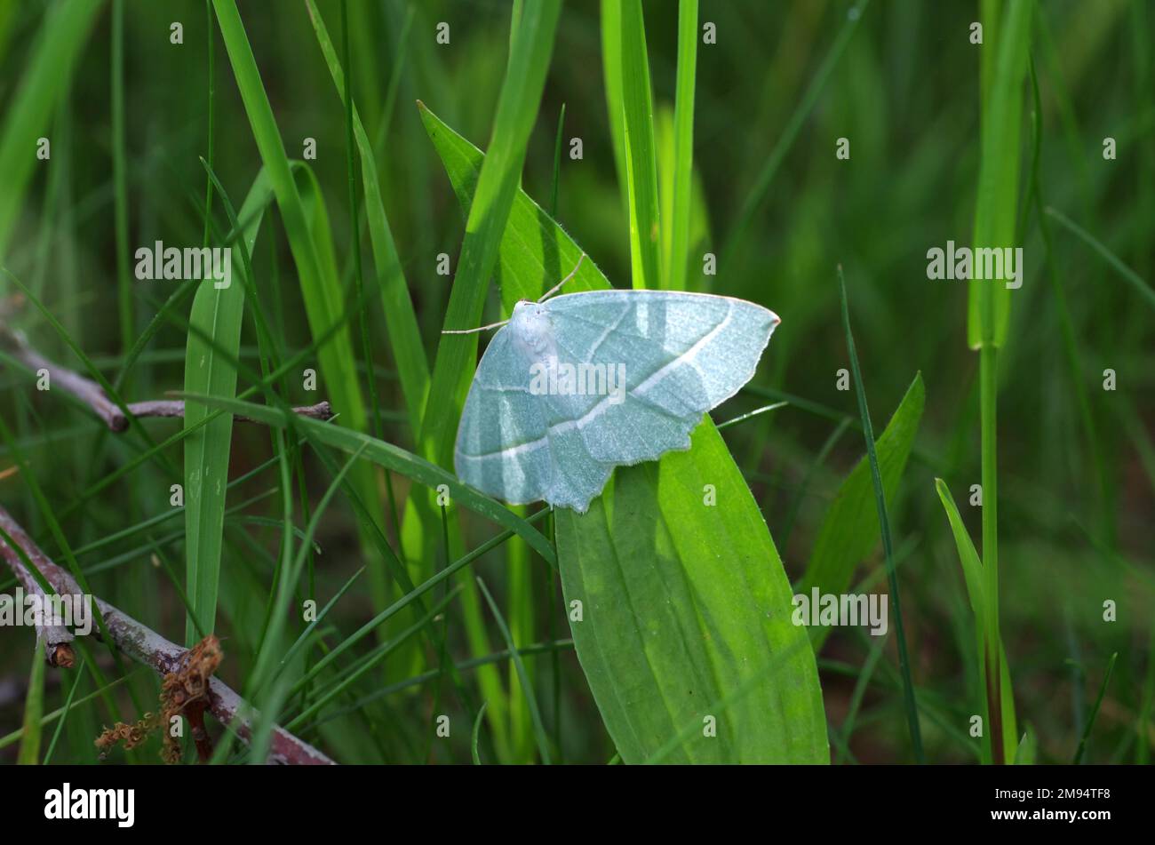 Campaea margaritata (Campaea margaritaria), butterfly, moth, emerald ...