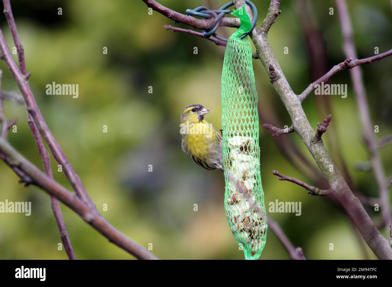 Eurasian siskin (Spinus spinus), male, songbird (Passeri), colourful ...
