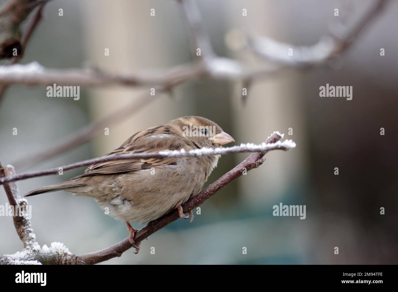 House Sparrow Female Winter