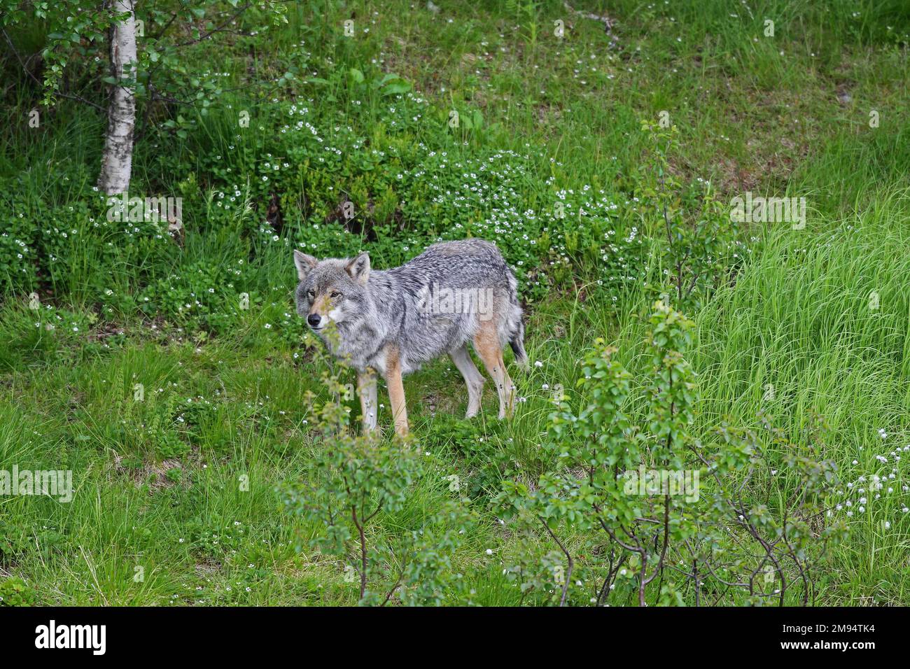European gray wolf (Canis lupus) Lapland, Sweden, Scandinavia Stock ...