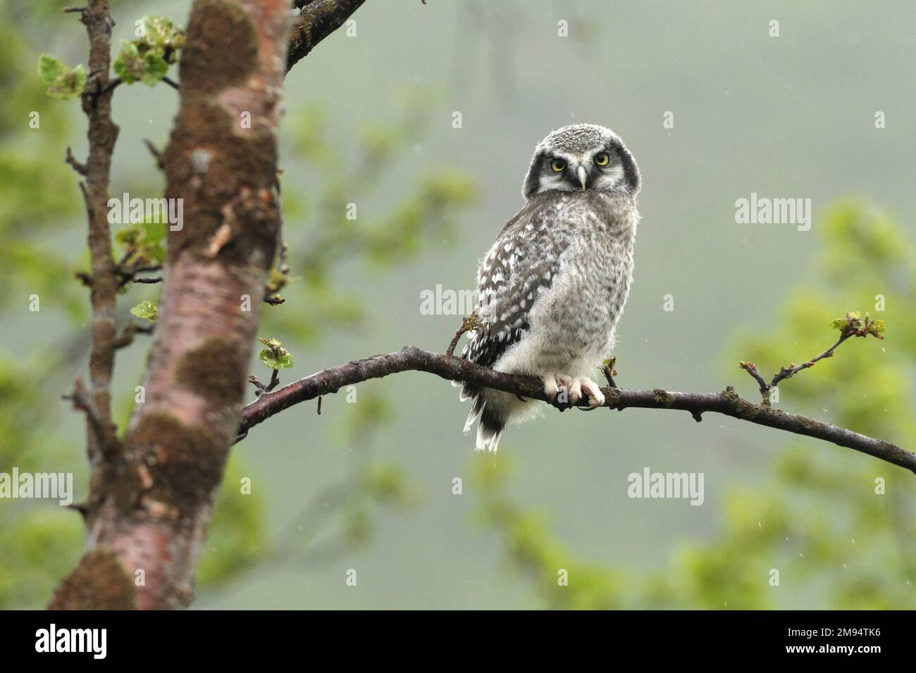 Northern hawk owl (Surnia ulula) almost fledged young bird sitting on a ...