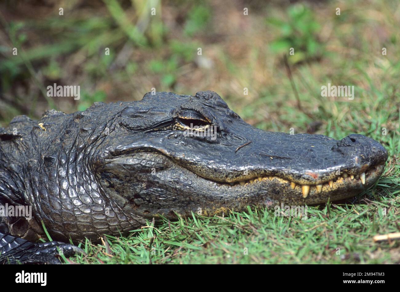 American alligator (Alligator mississippiensis) head portrait, side ...