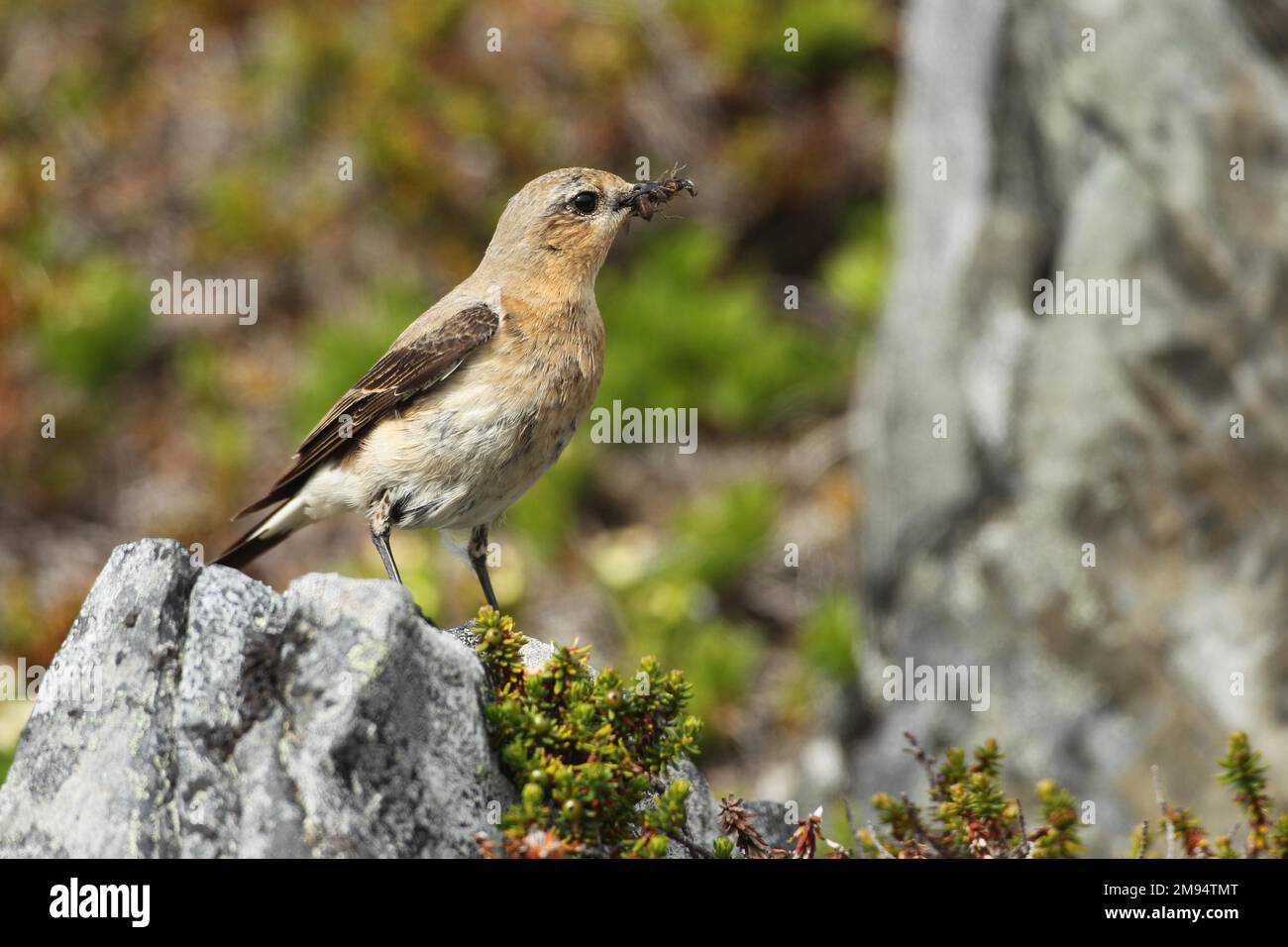 Northern wheatear (Oenanthe oenanthe) Female with food, Tunda, Lapland ...