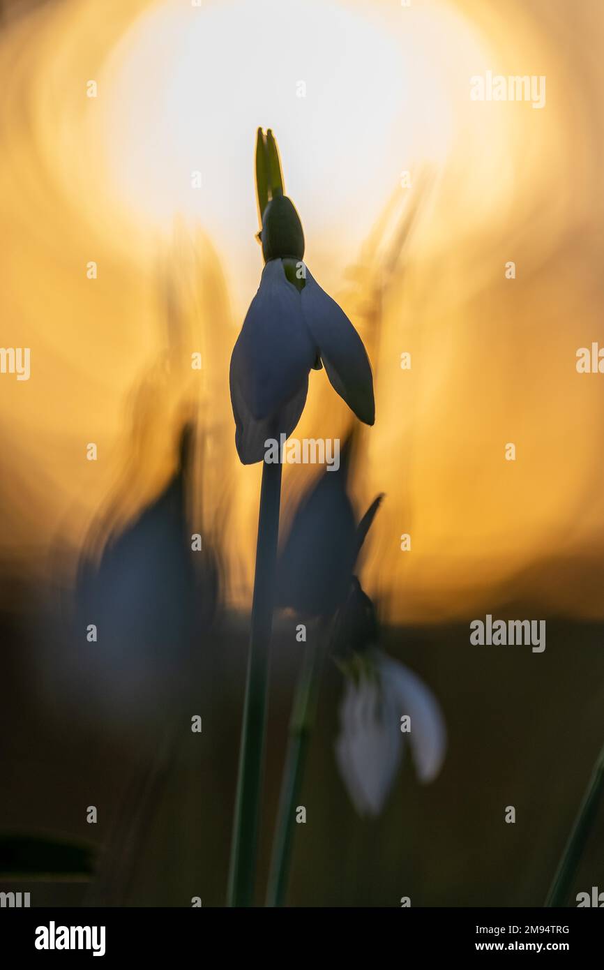 Snowdrop (Galanthus), in the light of the setting sun, taken in my ...