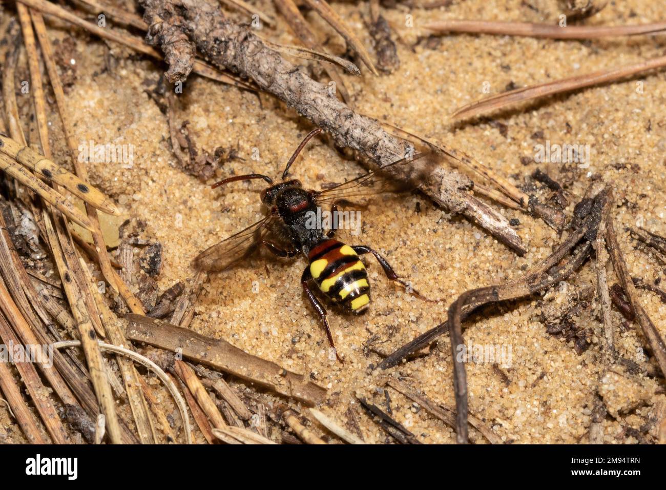 Red wasp bee with open wings sitting on sand from behind Stock Photo ...