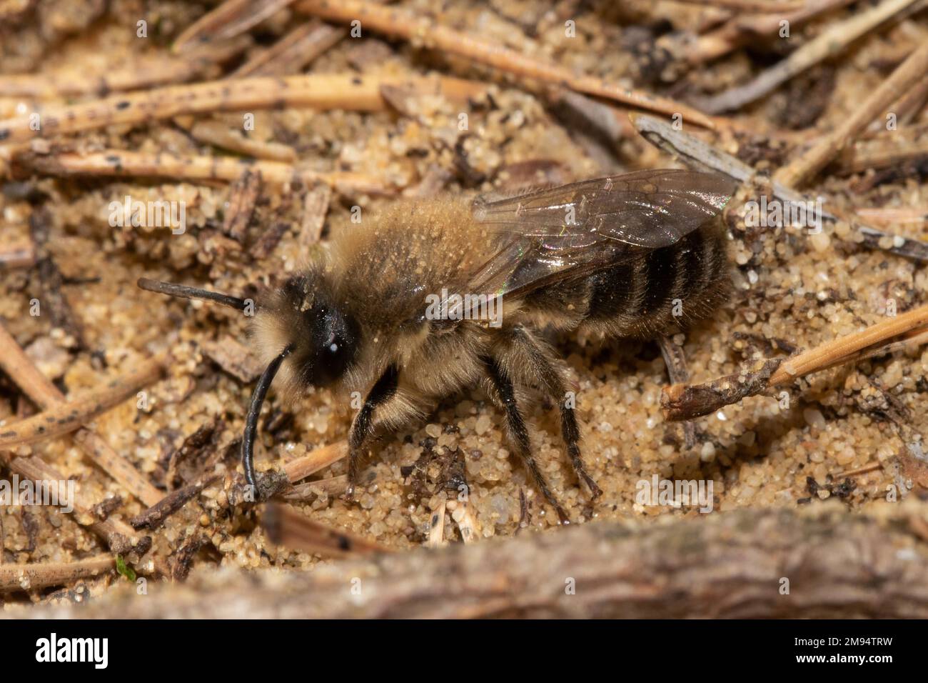 Solitary digger bee sitting on sand with needle litter left sighted ...