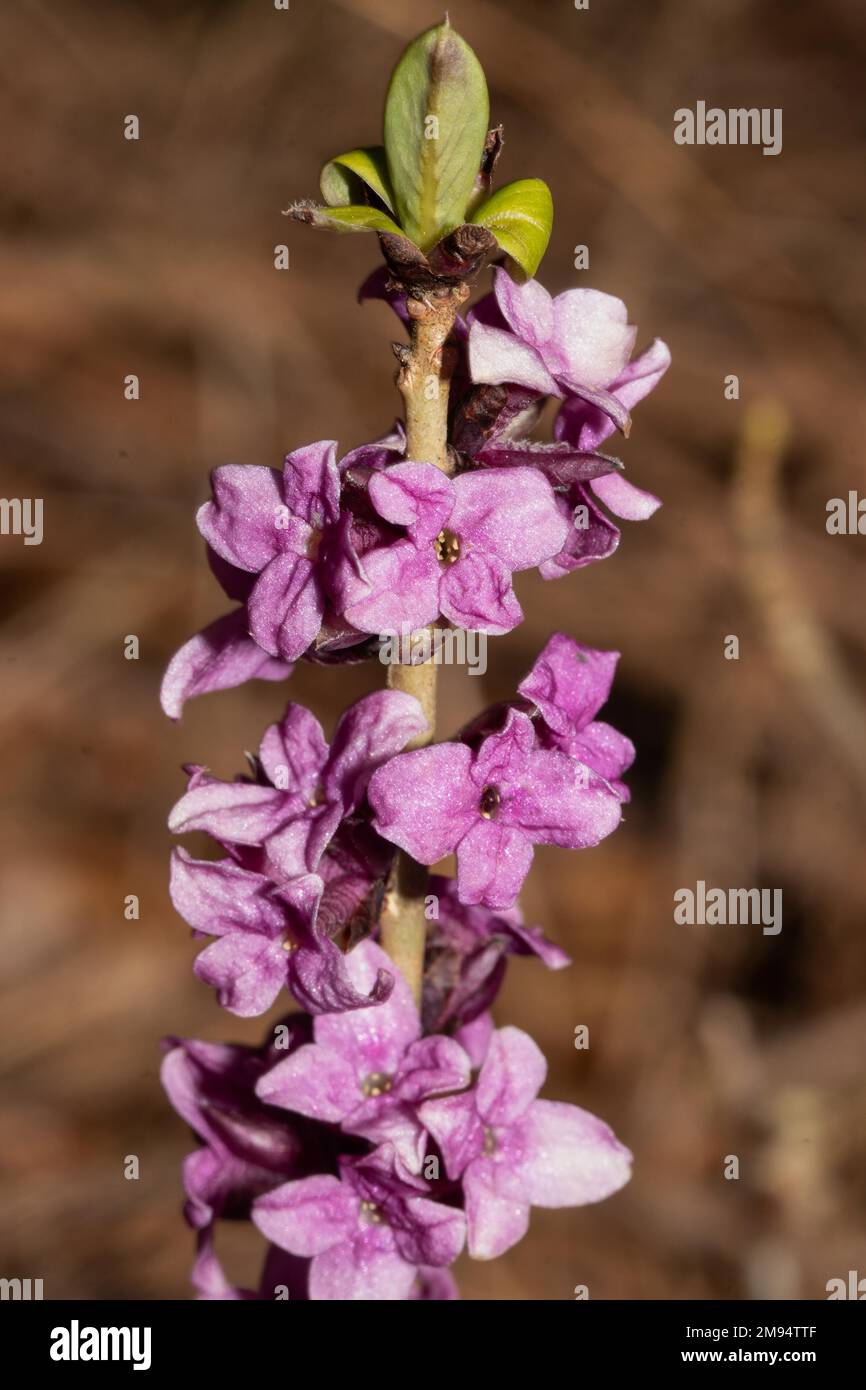 Common daphne branch with green leaves and some open purple flowers ...