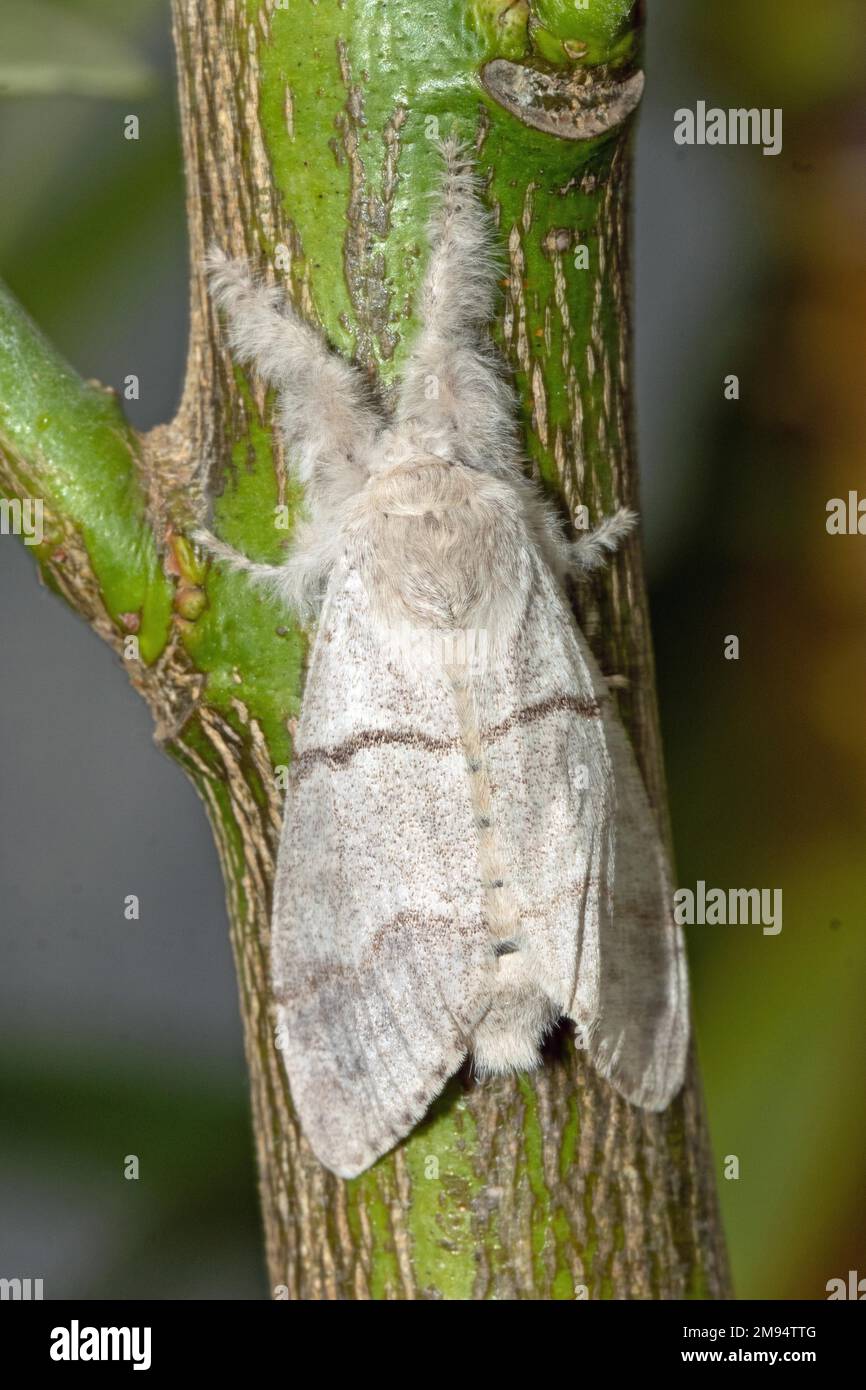 Gypsy moth hi-res stock photography and images - Alamy